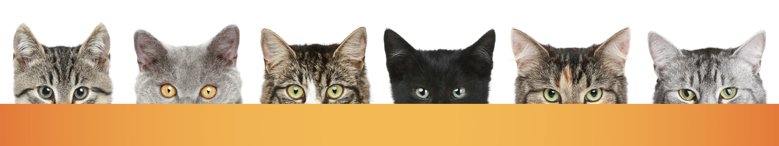 Katz Menu • Valemount Trading